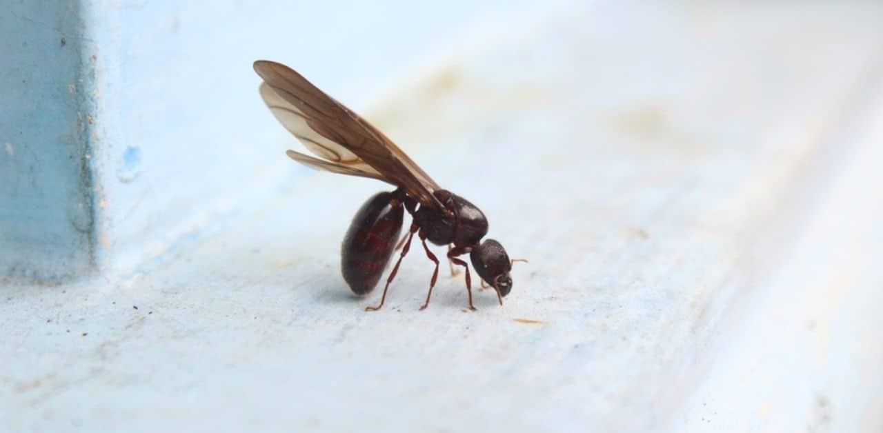 بهترین سم برای از بین بردن مورچه بالدار و ریشه کن کردن آن ها - مجله ...